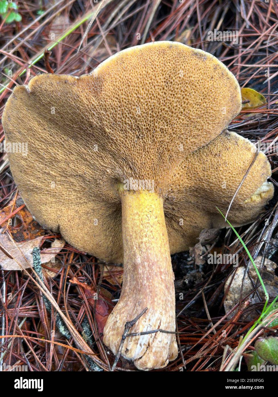 Poor Man's Slippery Jack (Suillus fuscotomentosus), Fungi, Bridge St ...