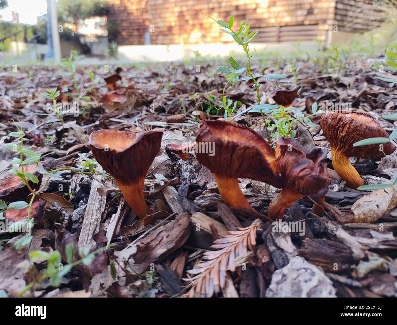 mushrooms, bracket fungi, puffballs, and allies (Agaricomycetes), Fungi ...
