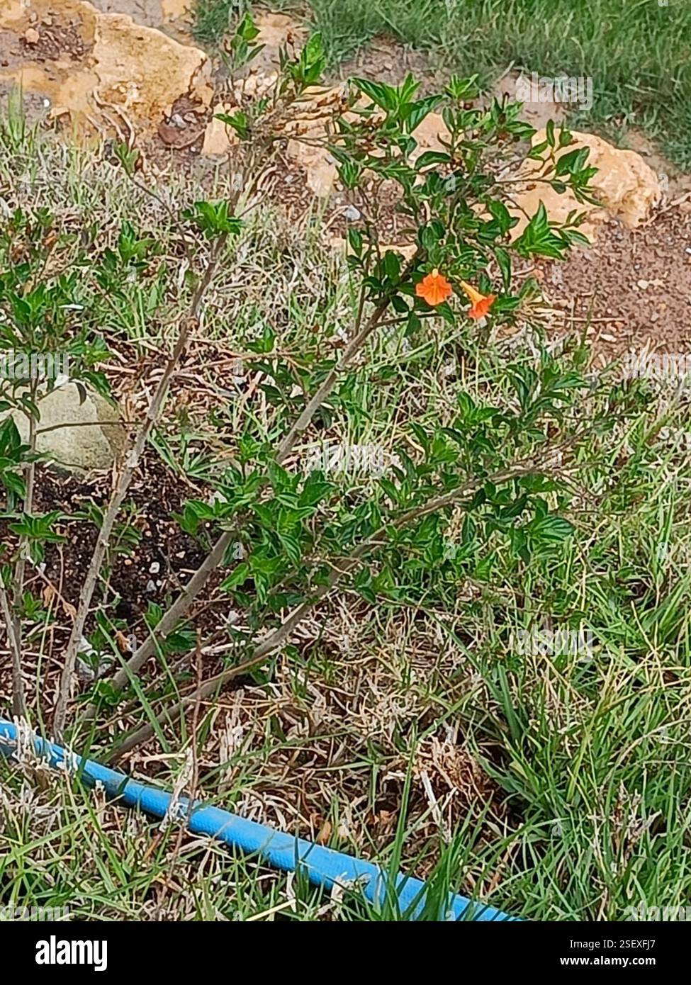 marmalade-bush (Streptosolen jamesonii), Plantae, 08655, Peru Stock ...