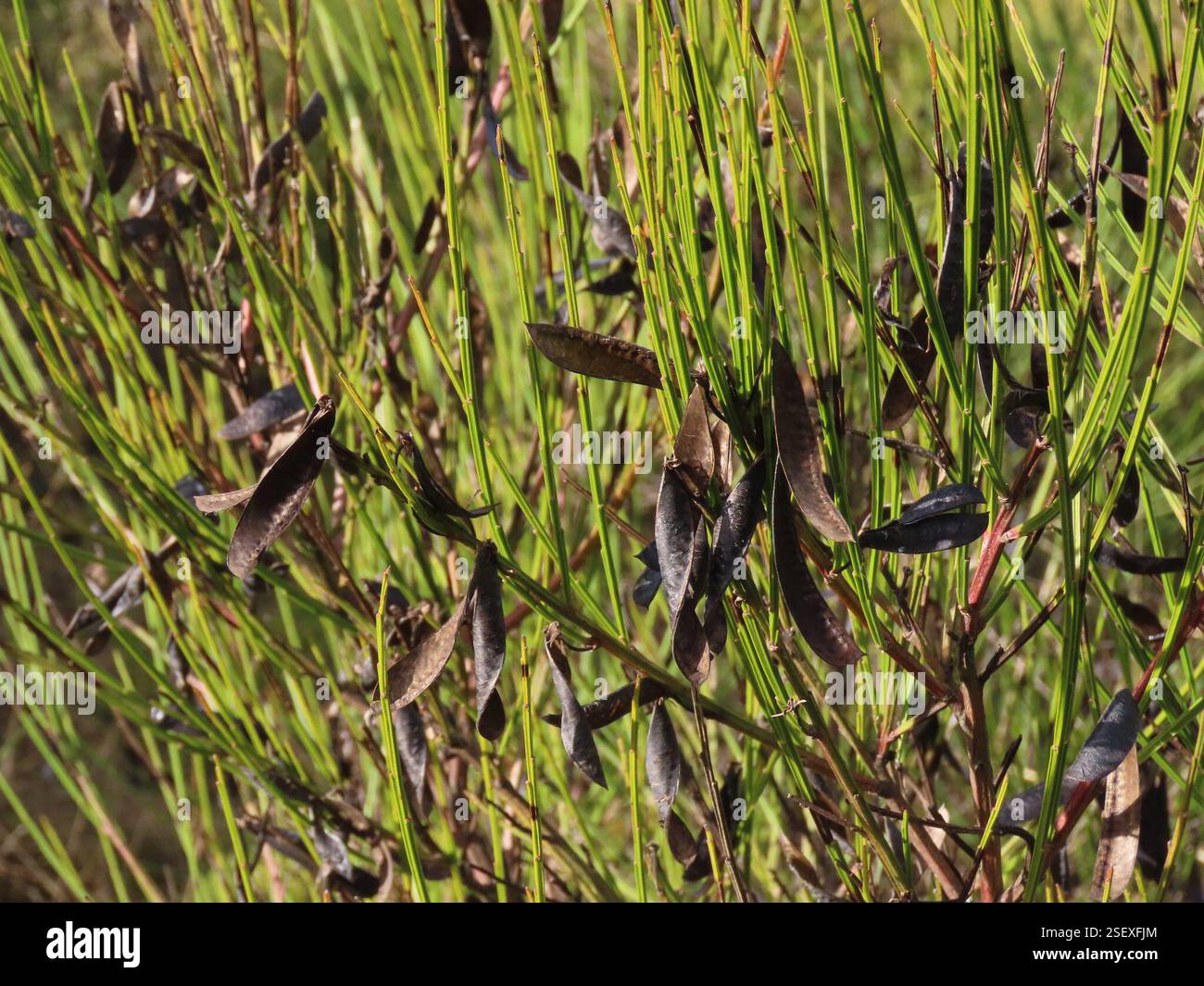 Scotch Broom (Cytisus scoparius), Plantae, Capital, BC, Canada Stock ...