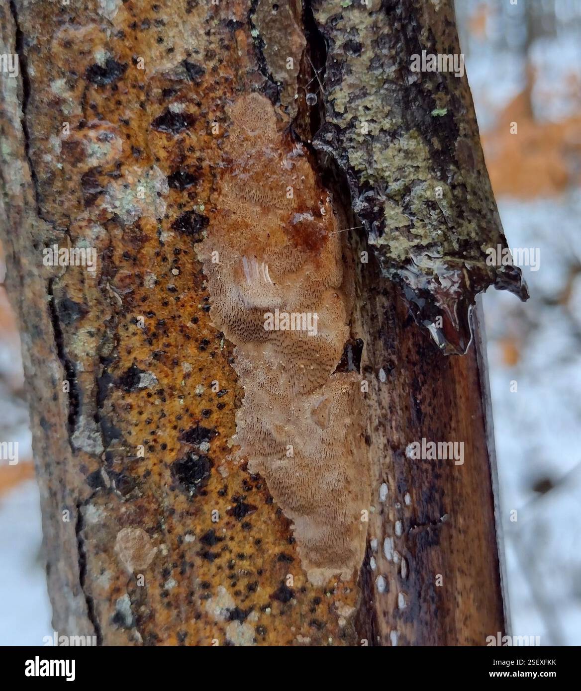 Elbowpatch Crust (Fomitiporia punctata), Fungi, Dąbrowa, Gdynia, Polska ...