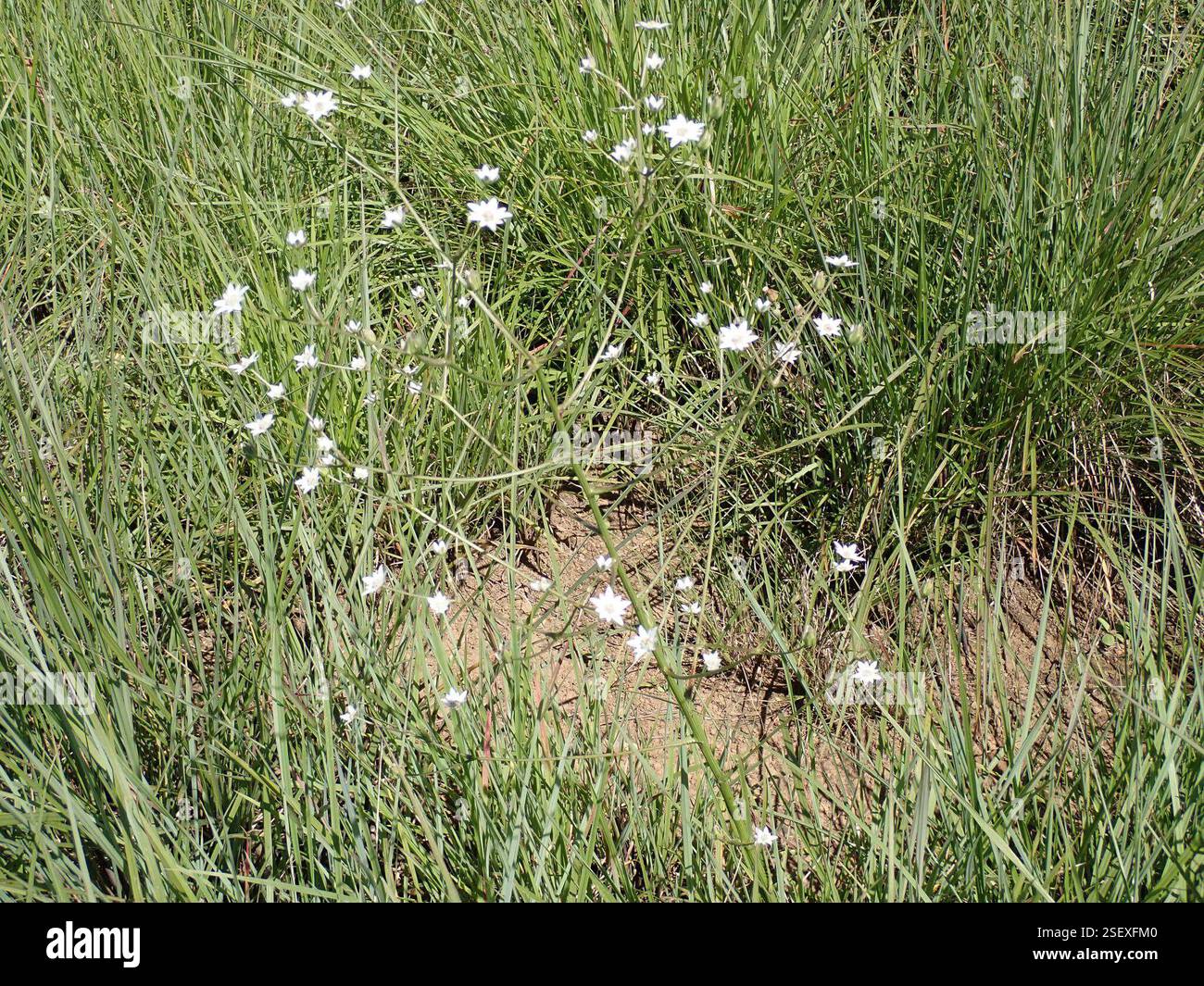 Fivefive Ministar (Alepidea peduncularis), Plantae, uMgungundlovu ...