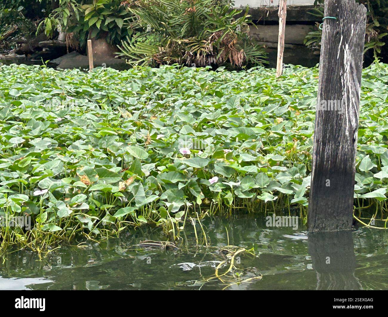 Water Morning Glory (Ipomoea aquatica), Plantae, Dao Khanong, Bangkok, Bangkok, TH Stock Photo ...