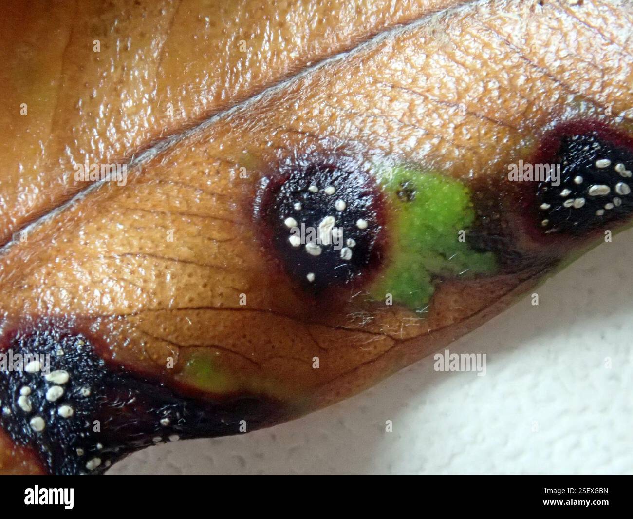 Myrtle Rust (Austropuccinia psidii), Fungi, Auckland, Kingsland, New ...