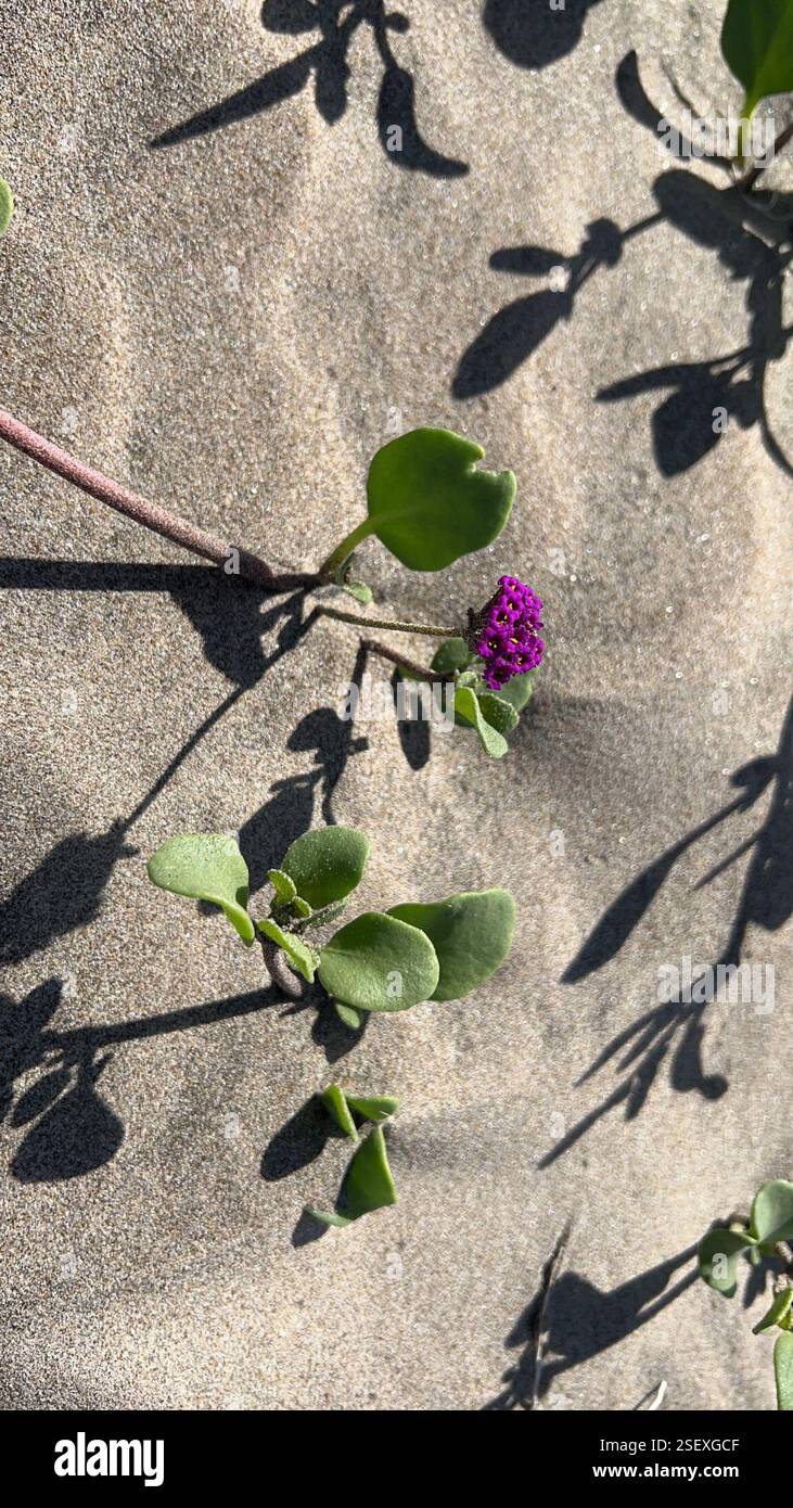 red sand-verbena (Abronia maritima), Plantae, Comondú Stock Photo - Alamy