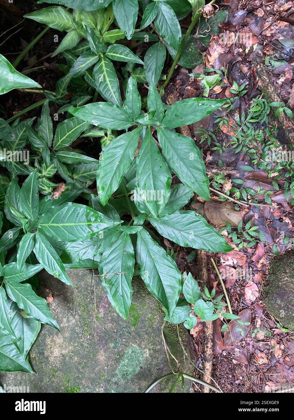 fivefingers (Syngonium angustatum), Plantae, Saint Peter, MS Stock ...