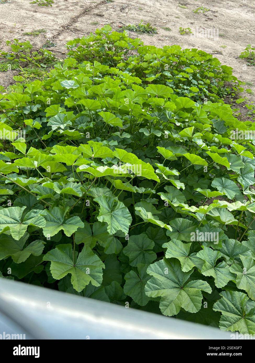 Mallows (Malva), Plantae, Los Angeles County, US-CA, US Stock Photo - Alamy