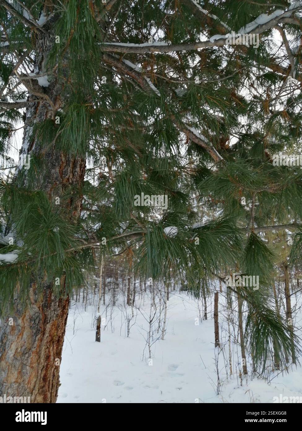 Siberian pine (Pinus sibirica), Plantae, Октябрьский, Иркутская обл ...