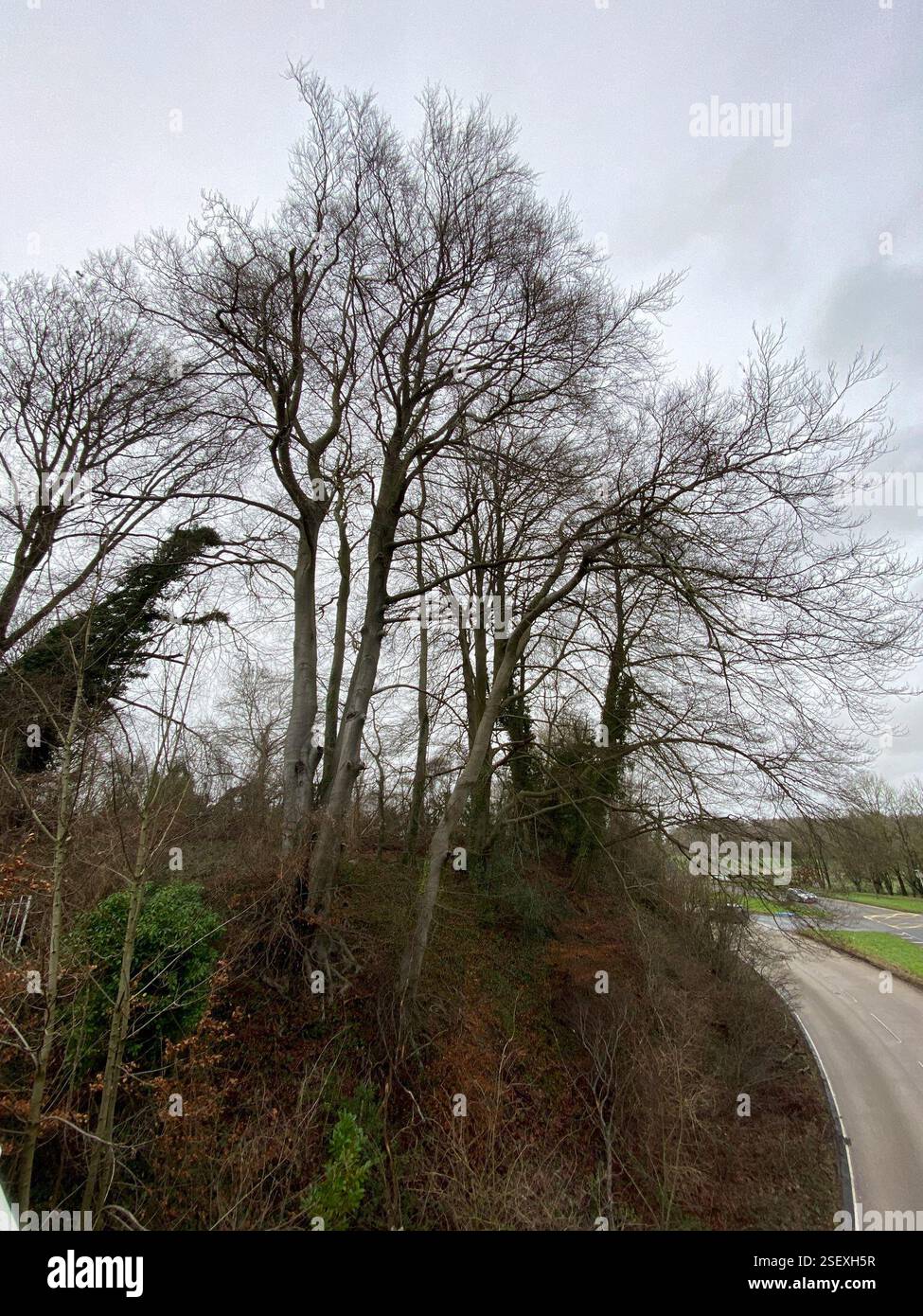 European beech (Fagus sylvatica), Plantae, Surrey Hills AONB, Reigate ...