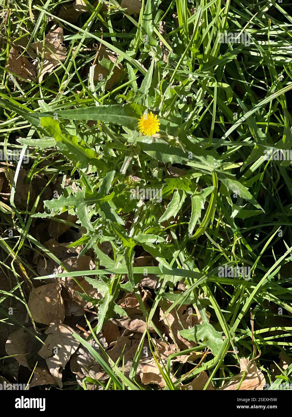 (Hyoseridinae), Plantae, RP2017, Sti Fadma, Marrakesh-Safi, MA Stock ...