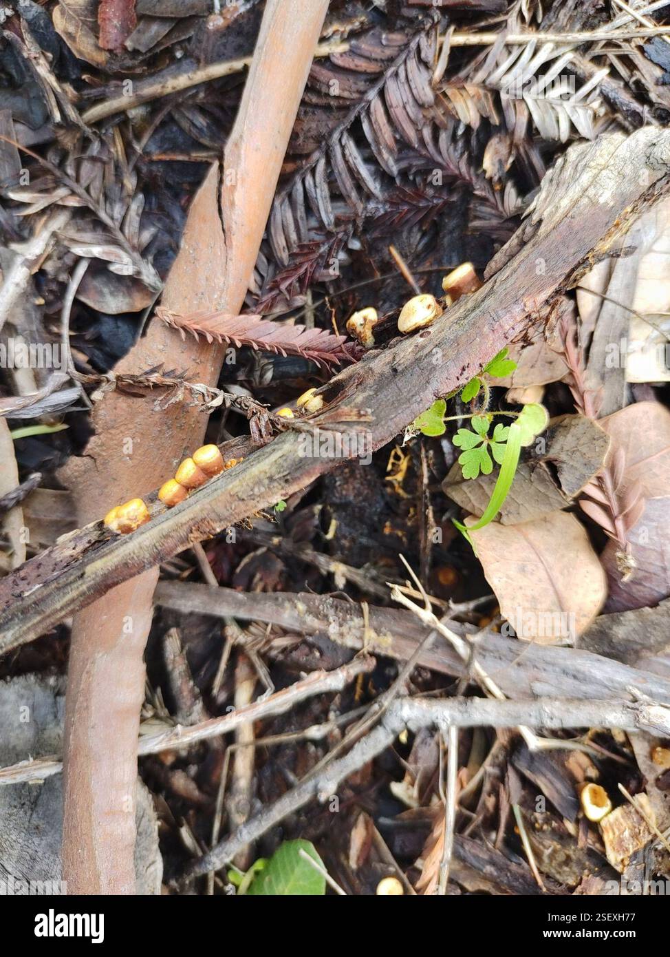 (Crucibulum), Fungi, Moffitt Library: University Drive, Berkeley, CA ...
