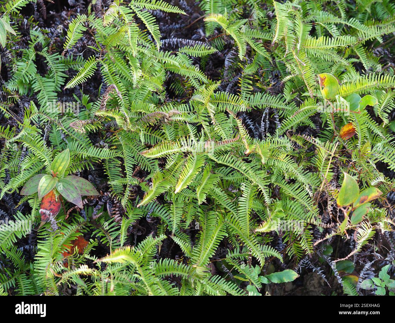 false staghorn fern (Dicranopteris linearis), Plantae, 台灣苗栗縣 Stock ...
