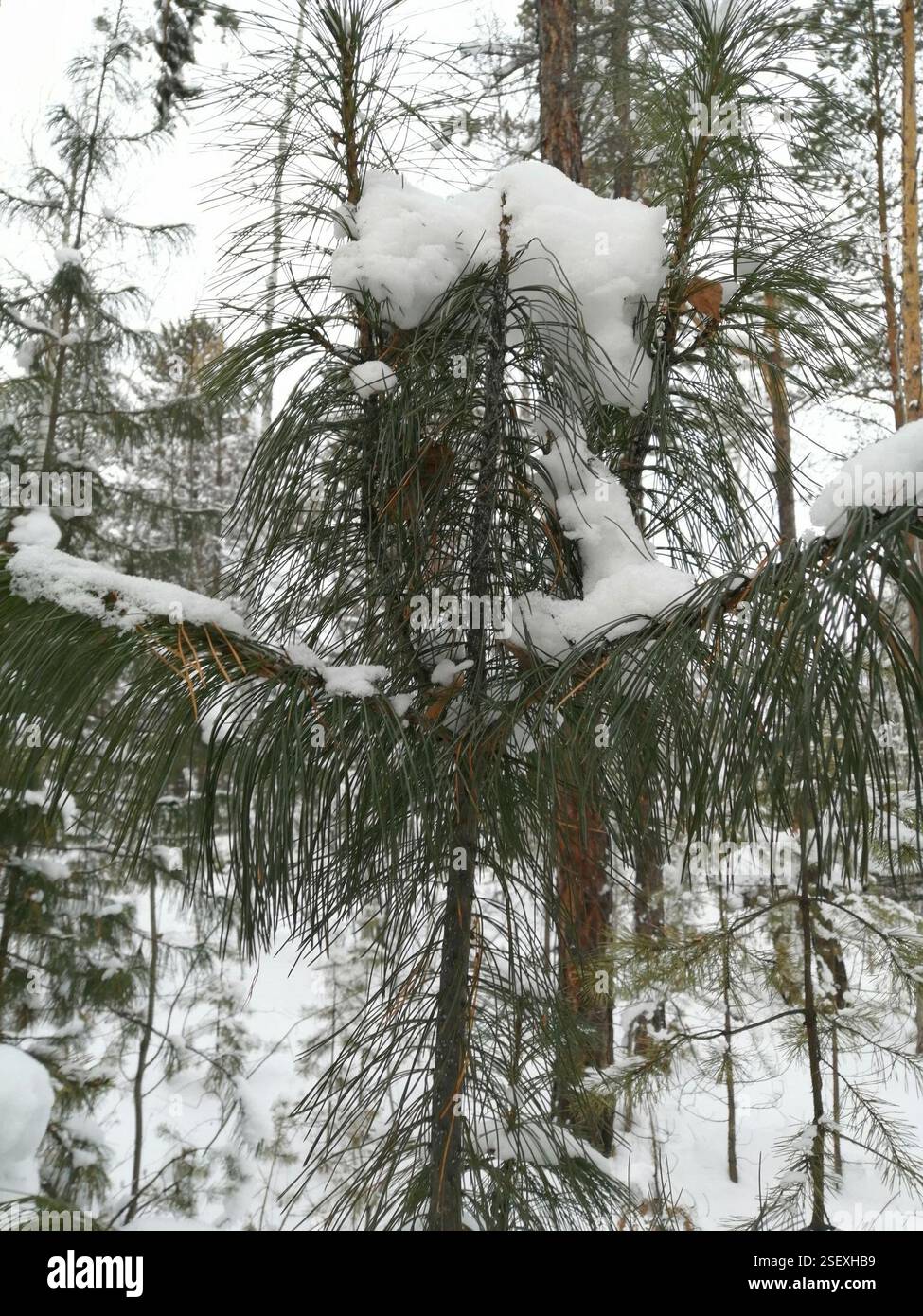 Siberian pine (Pinus sibirica), Plantae, Иркутская обл., Россия, 665490 ...