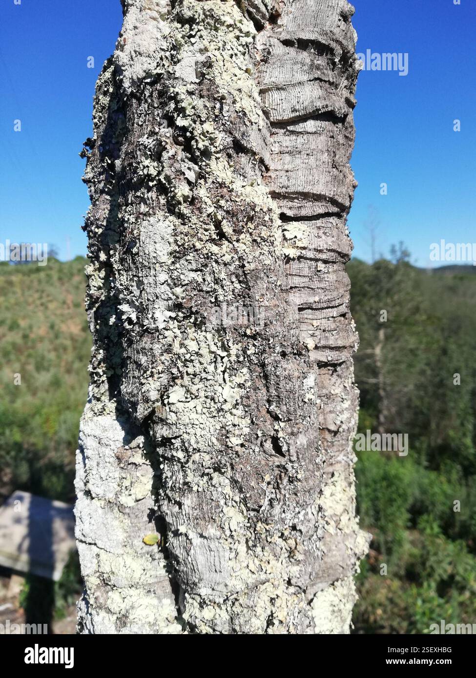 cork oak (Quercus suber), Plantae, Albufeira, 8200 Albufeira, Portugal ...