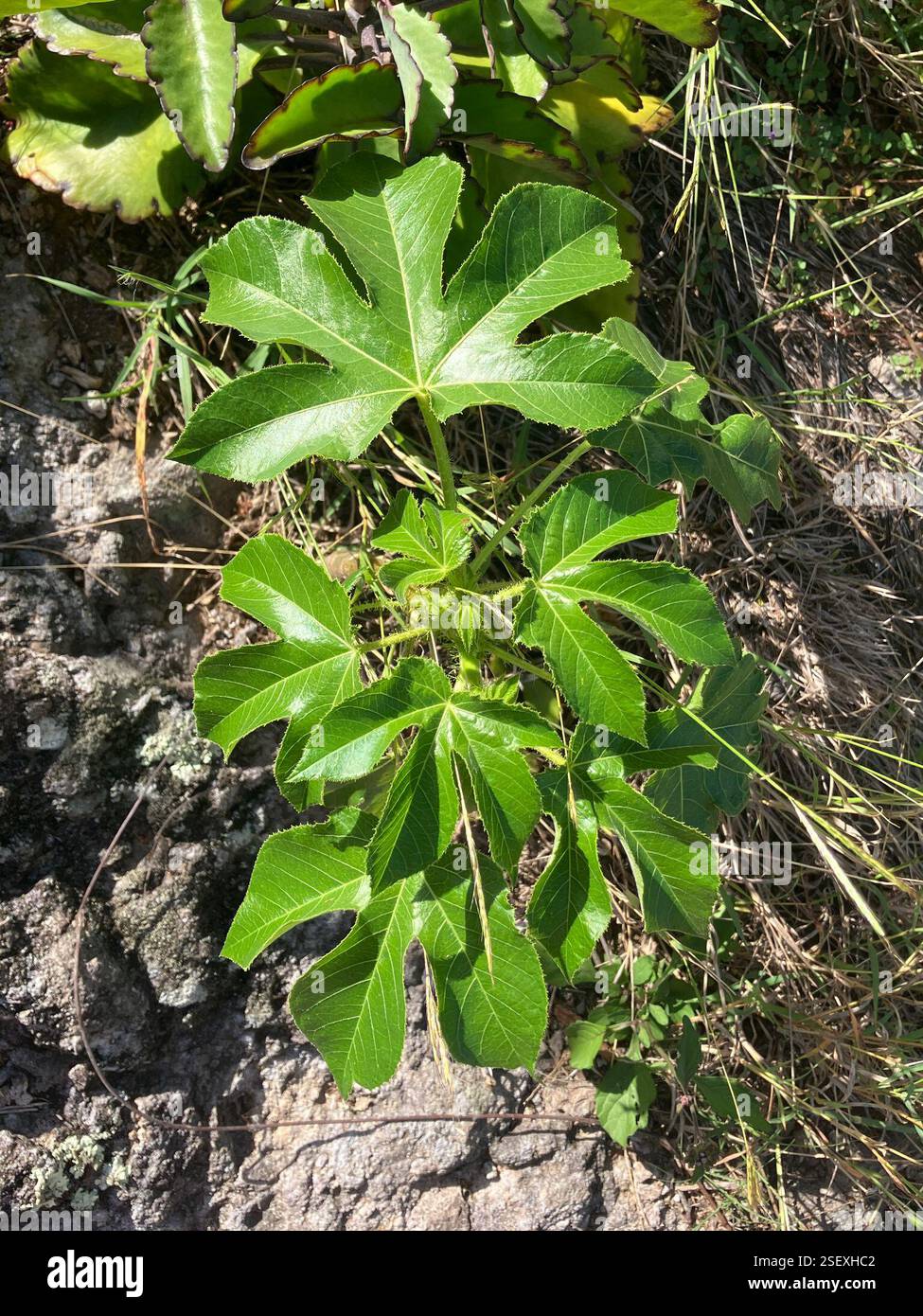 Bellyache Bush (Jatropha gossypiifolia), Plantae, Saint Peter, MS Stock ...