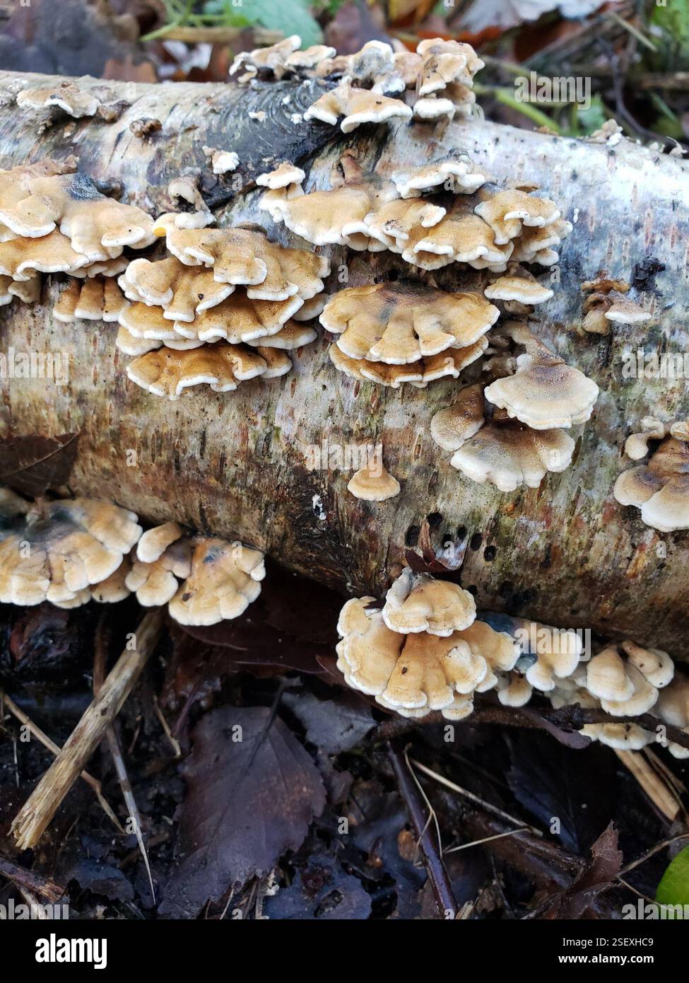 crimped gill (Plicatura crispa), Fungi, Myland, Colchester, UK Stock ...