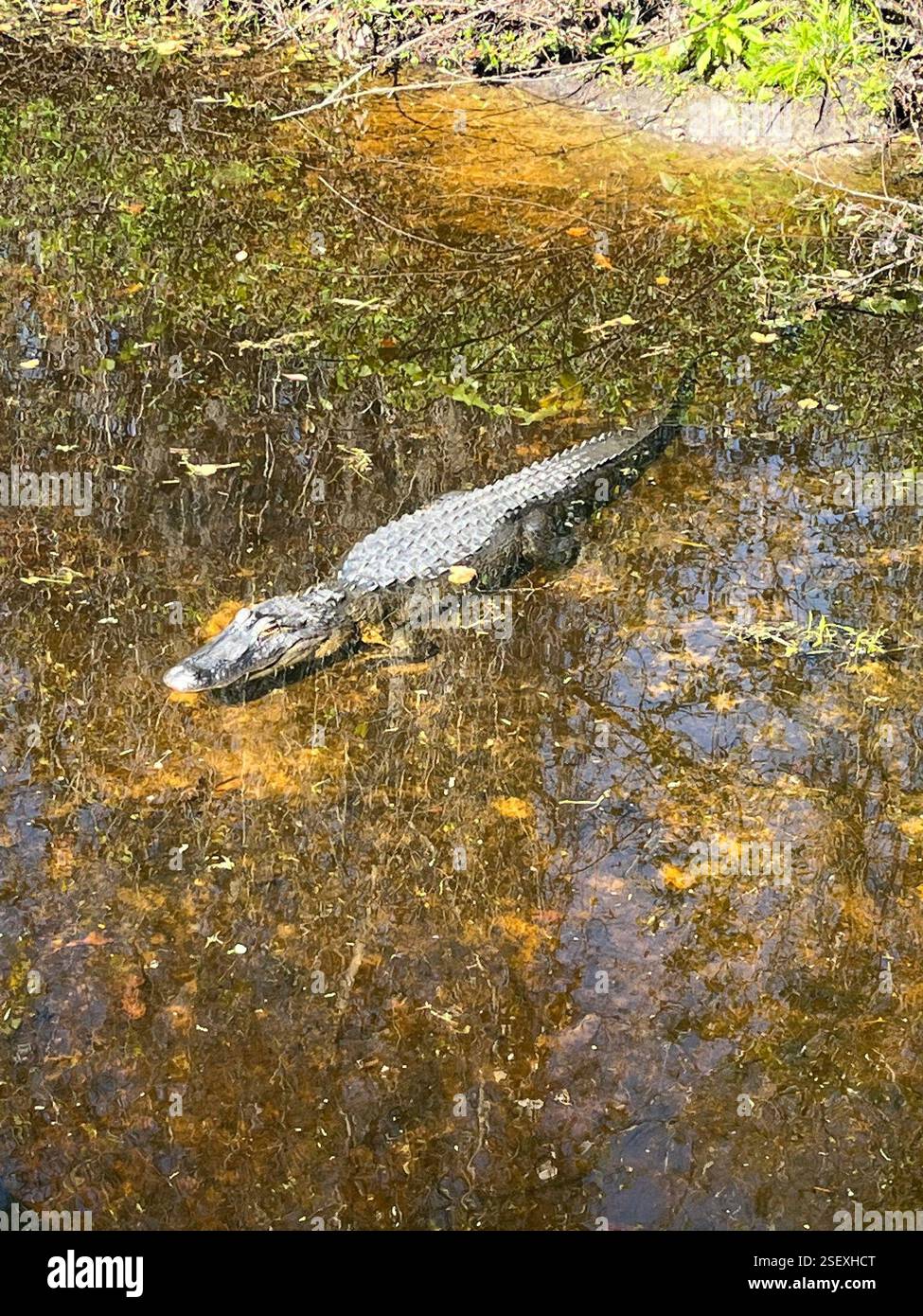 American Alligator (Alligator mississippiensis), Reptilia, Winged Foot ...