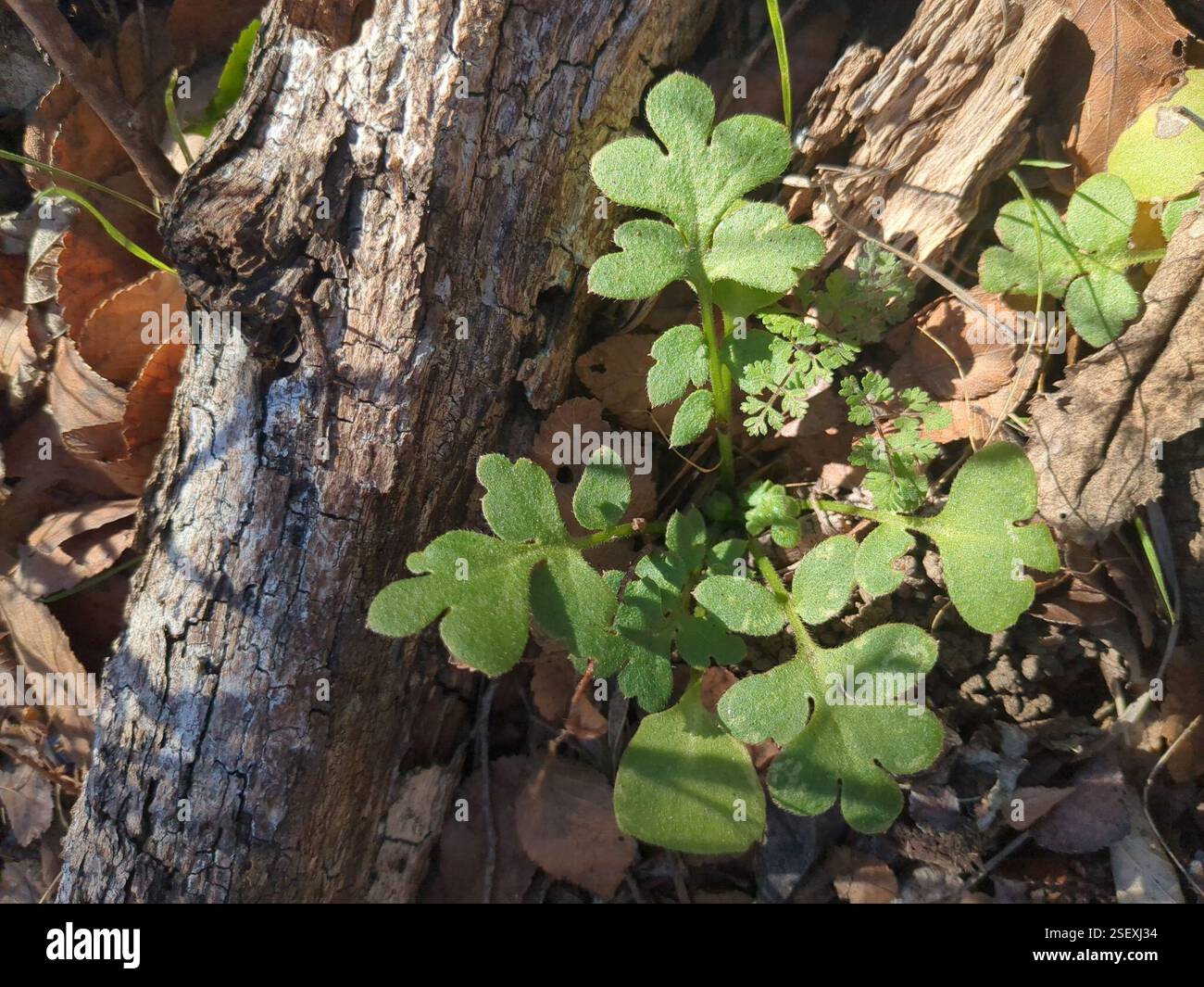 Texas baby blue eyes hi-res stock photography and images - Alamy