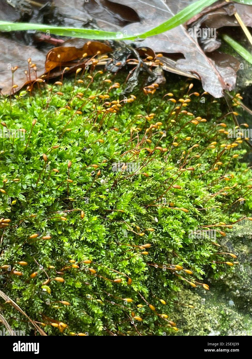 Clustered Feather-moss (Rhynchostegium confertum), Plantae, Dommel ...