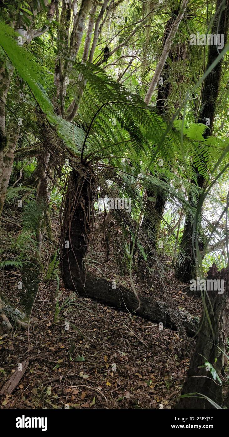 Smith's tree fern (Cyathea smithii), Plantae, 7886, New Zealand Stock ...