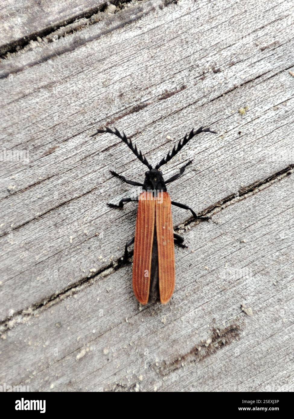 Red-winged Lycid (Porrostoma rufipenne), Insecta, Tumunui, New Zealand ...