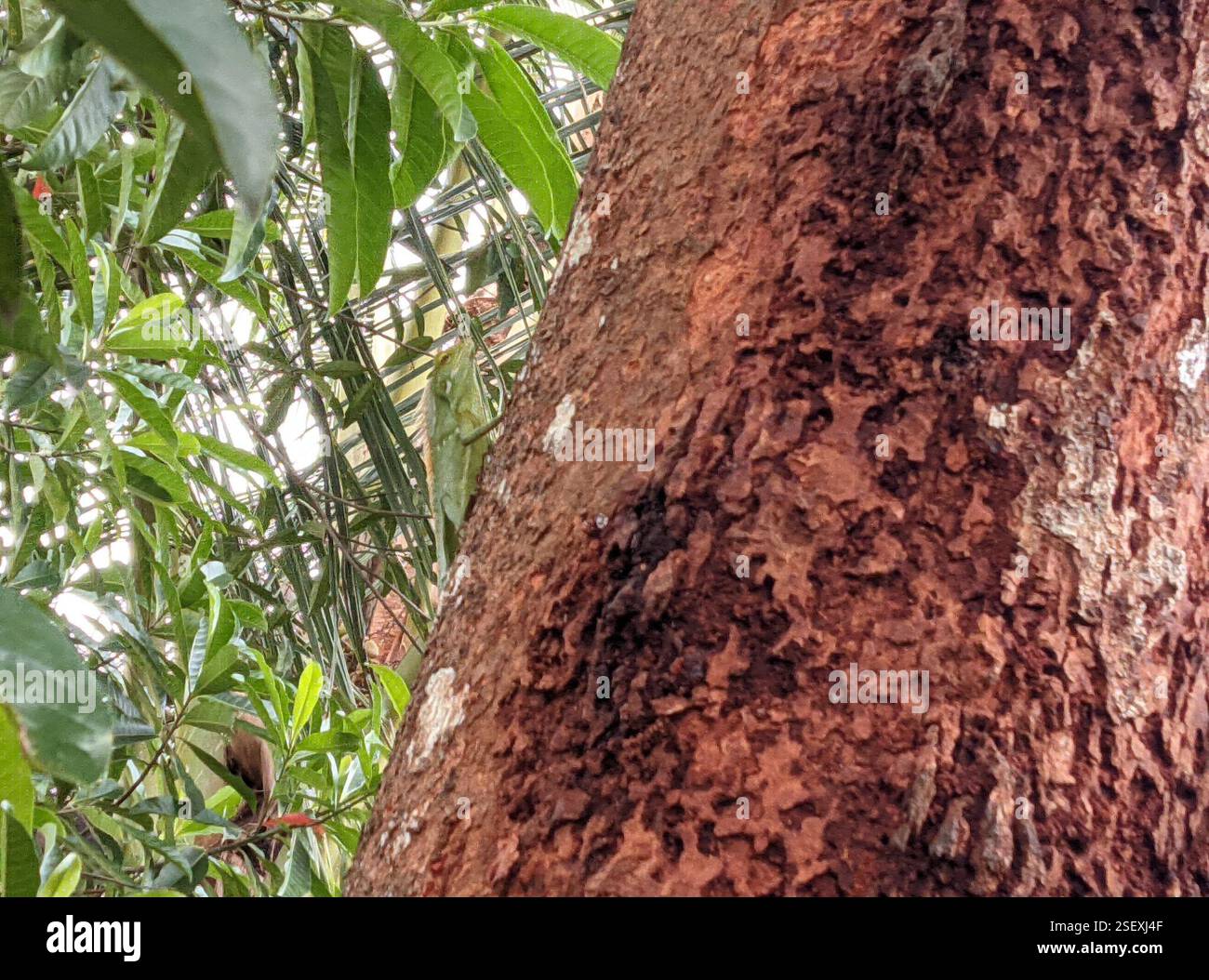 Great Crested Canopy Lizard (Bronchocela jubata), Reptilia, CQ75+4P7 ...