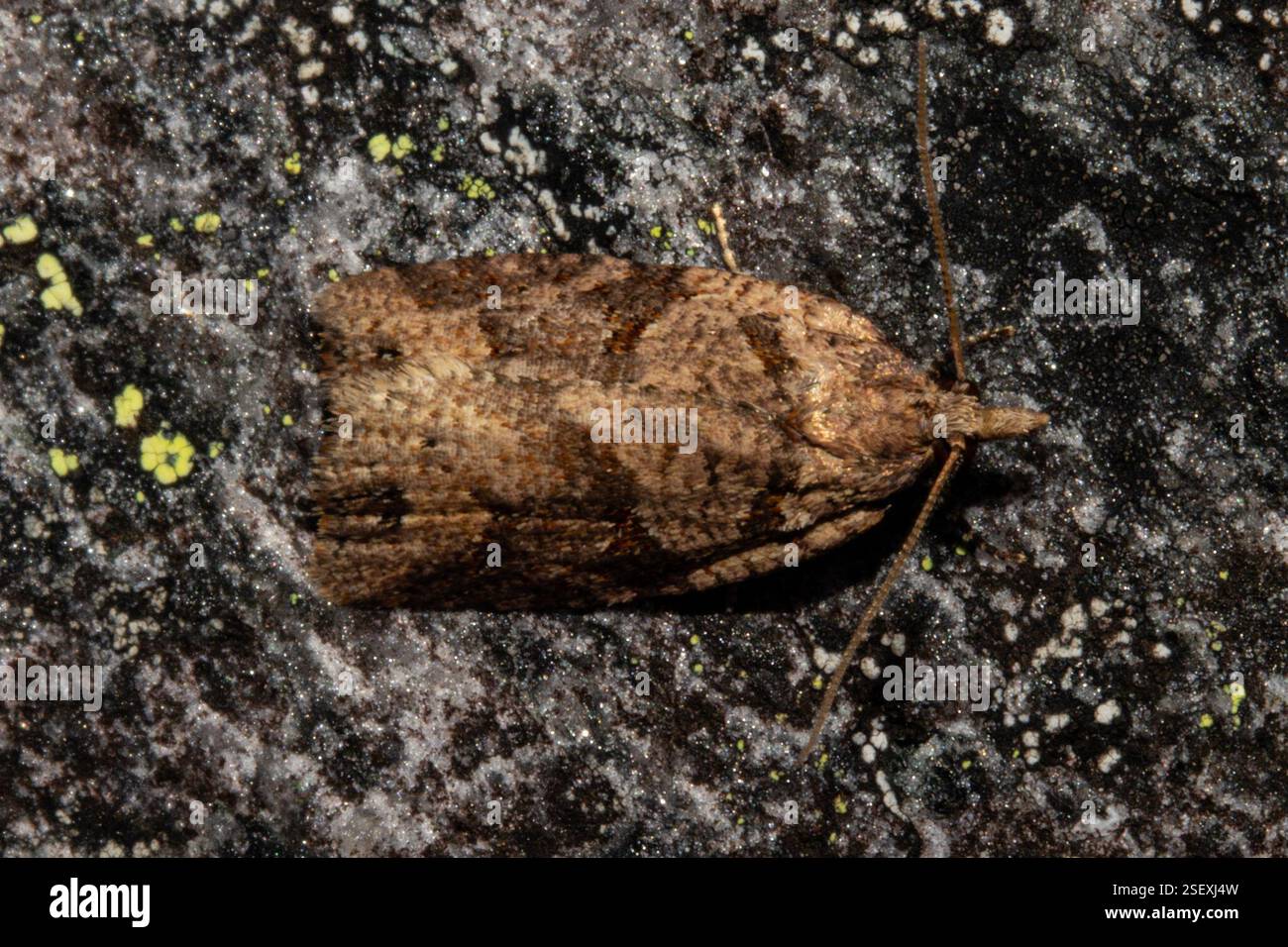 (Archipini), Insecta, Southland District, Southland, New Zealand, Some ...