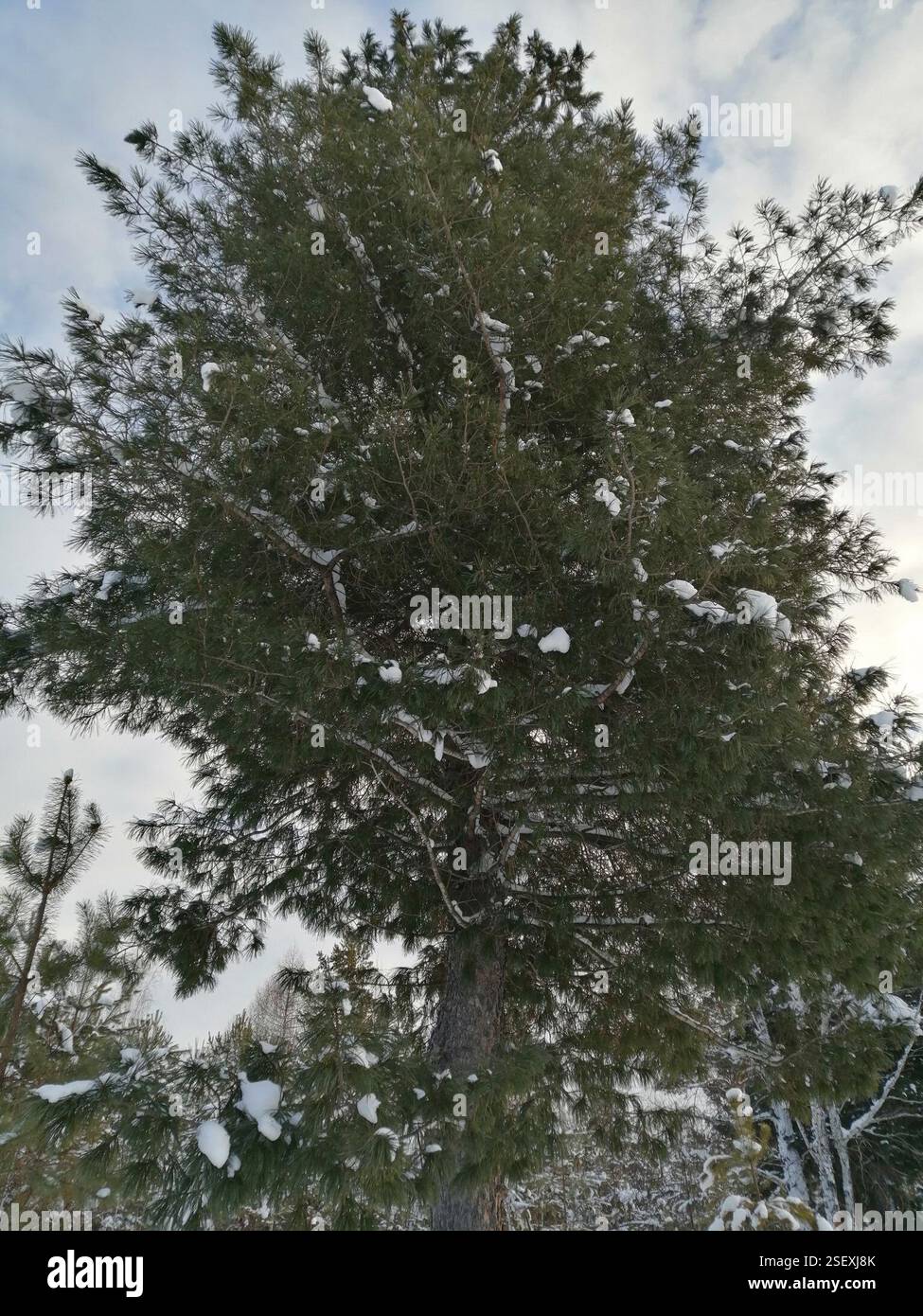 Siberian pine (Pinus sibirica), Plantae, Октябрьский, Иркутская обл ...