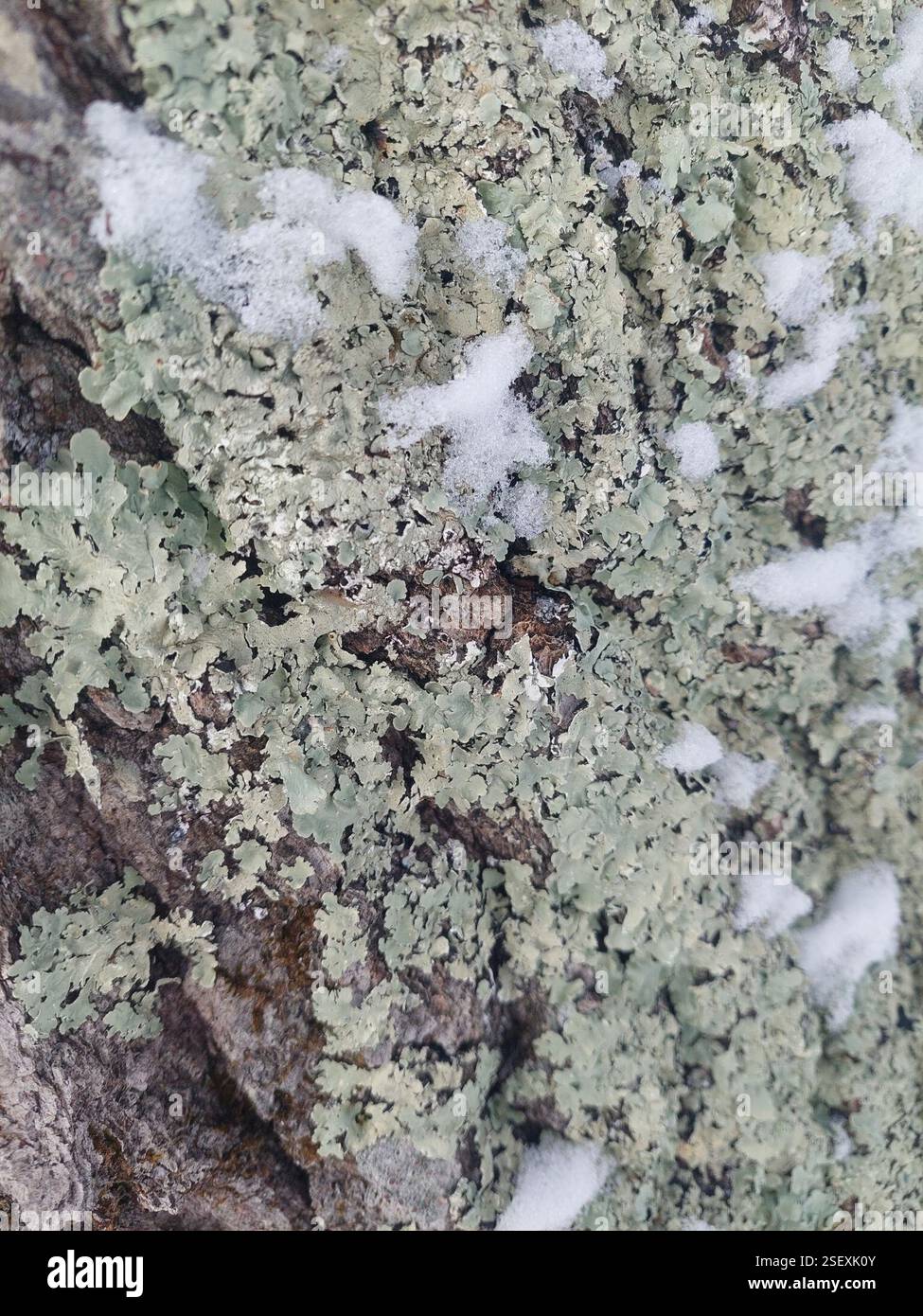 common greenshield lichen (Flavoparmelia caperata), Fungi, Sault Ste ...