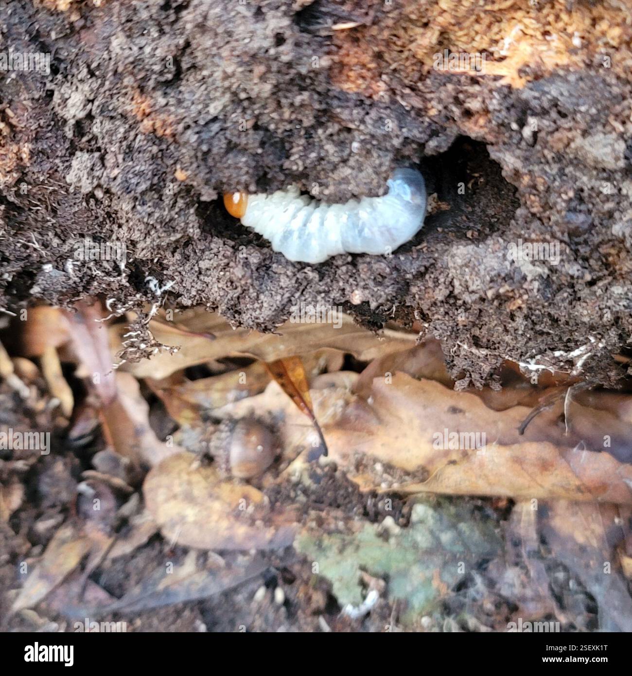 Giant stag beetle lucanus elaphus hi-res stock photography and images ...