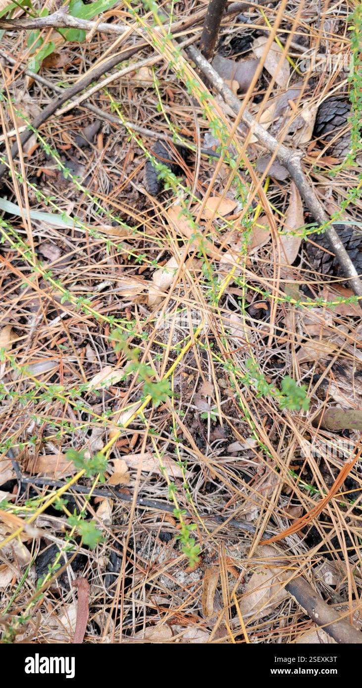 Littleleaf Buckbrush (Ceanothus microphyllus), Plantae, Ocala, FL 34476 ...