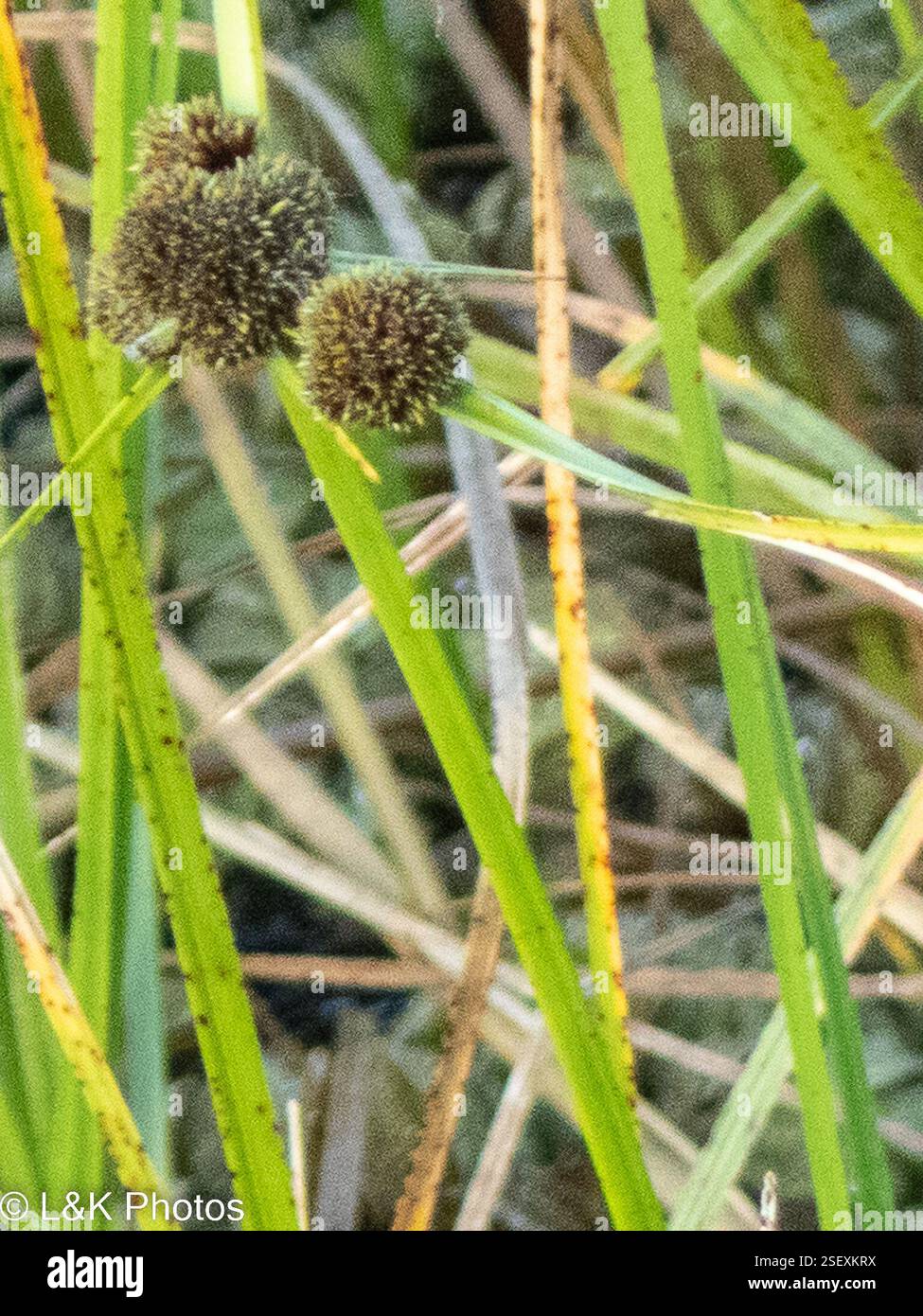 sedges (Cyperaceae), Plantae, Belize District, Belize Stock Photo - Alamy