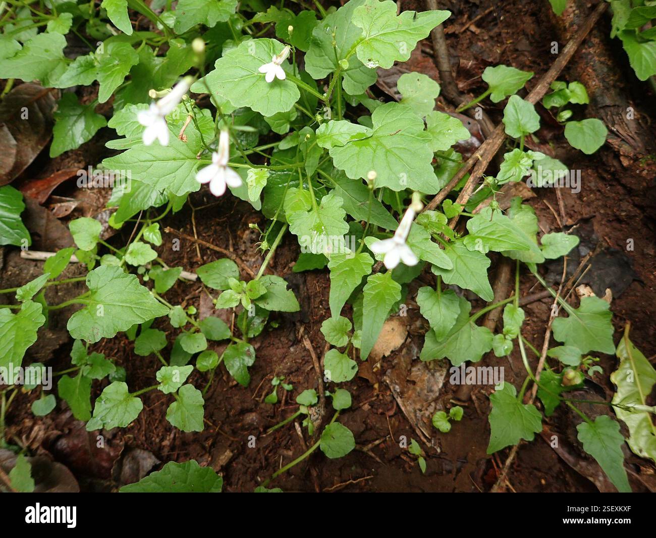 Wing White Lobelia (Lobelia pteropoda), Plantae, Mgangeni, Maphephetha ...