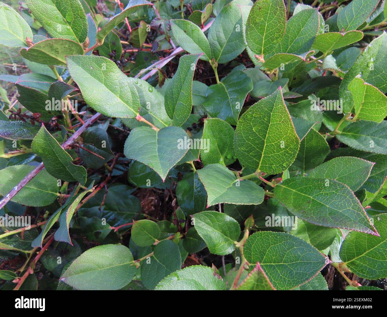 salal (Gaultheria shallon), Plantae, Capital, BC, Canada Stock Photo ...