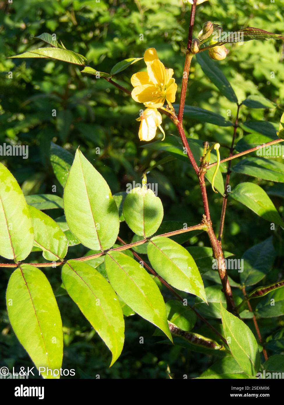 Coffee Senna (Senna occidentalis), Plantae, Crooked Tree, Belize Stock ...