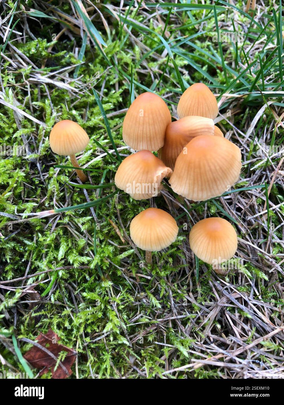 common conecap (Conocybe tenera), Fungi, Simon Fraser University ...