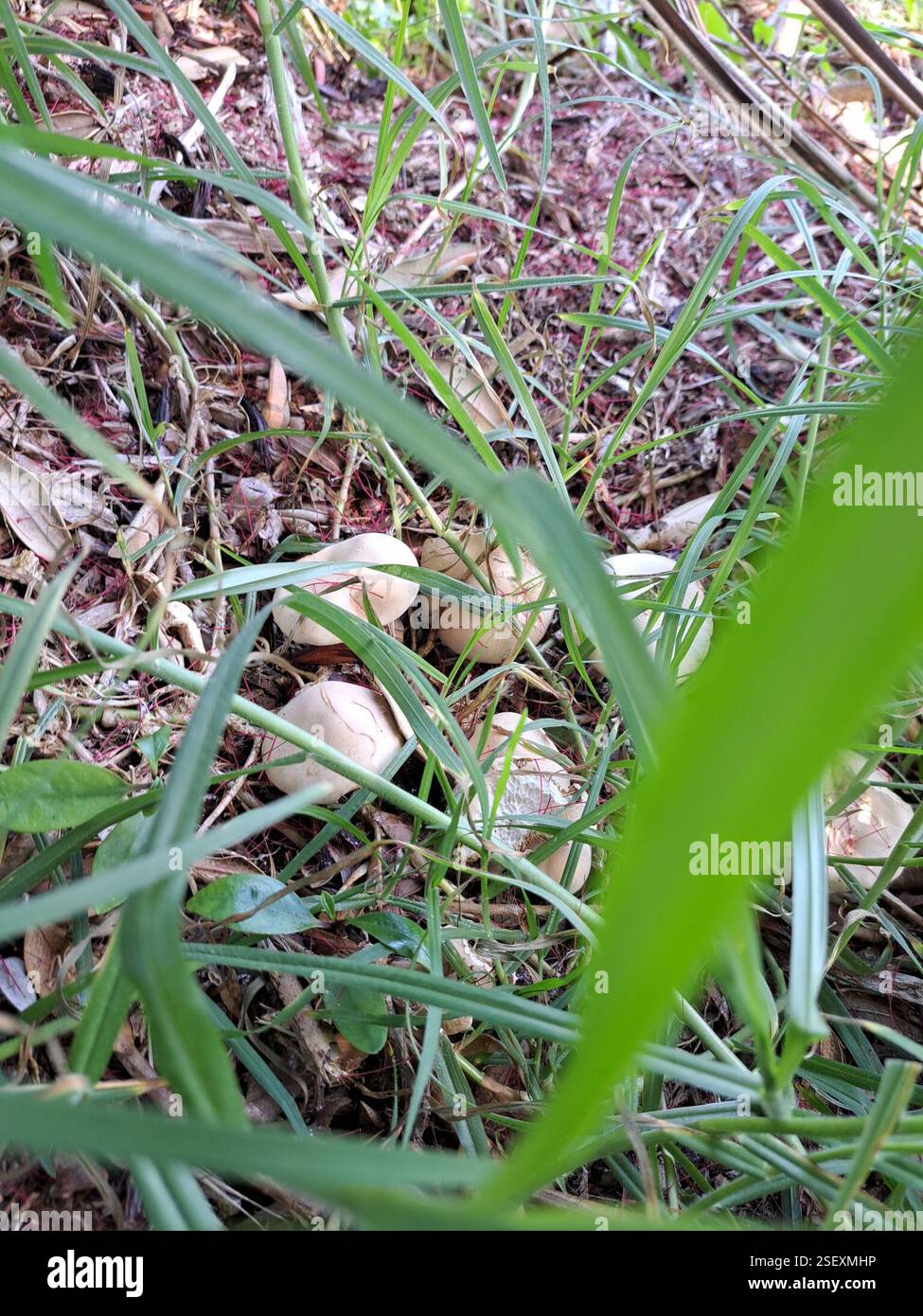 Mulch Fieldcap (Agrocybe putaminum), Fungi, Ōakura, New Zealand Stock ...