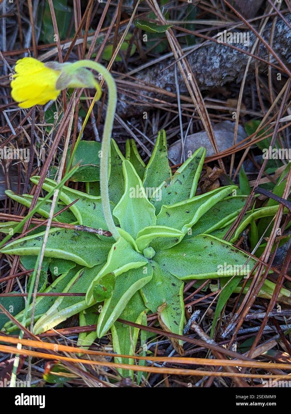 Yellow Butterwort (Pinguicula lutea), Plantae, Volusia County, US-FL ...