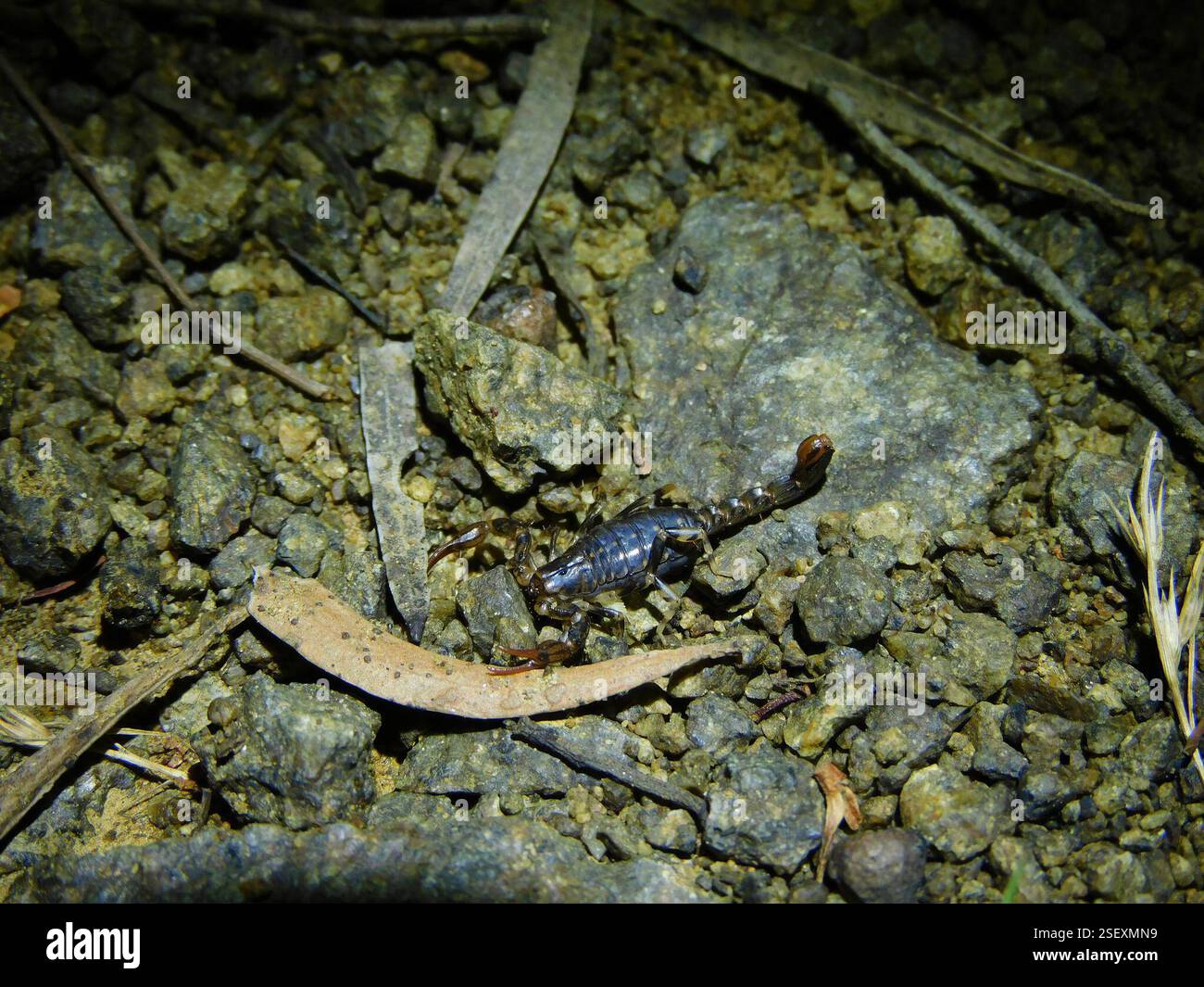 Forest Scorpion (Cercophonius squama), Arachnida, Hobart TAS, Australia ...