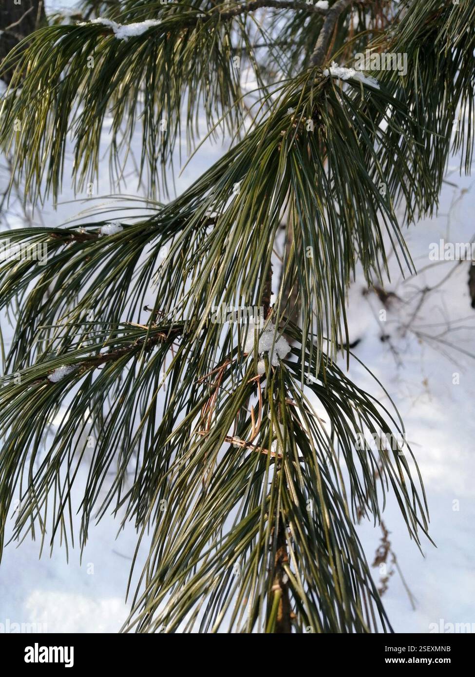 Siberian pine (Pinus sibirica), Plantae, Иркутская обл., Россия, 665490 ...
