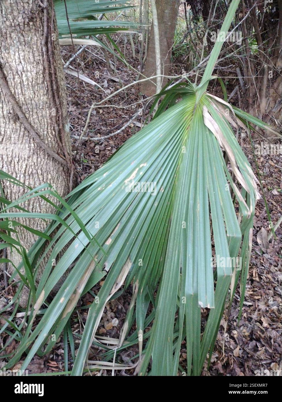 cabbage palmetto (Sabal palmetto), Plantae, Florida, US Stock Photo - Alamy
