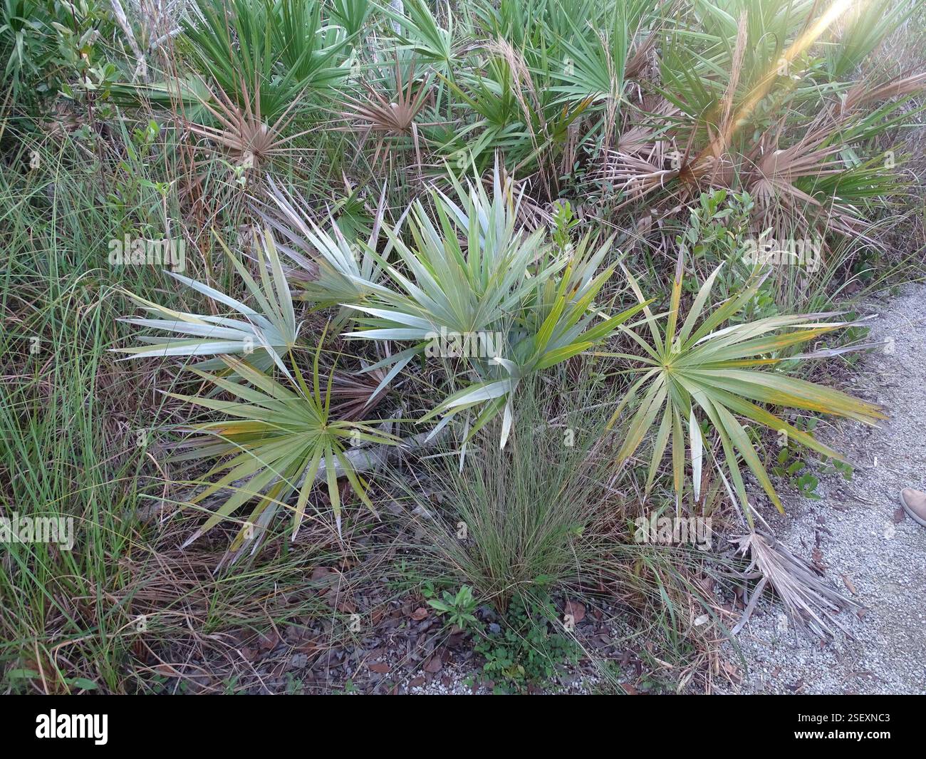 Key Thatch Palm (Leucothrinax morrisii), Plantae, Big Pine Key, FL ...