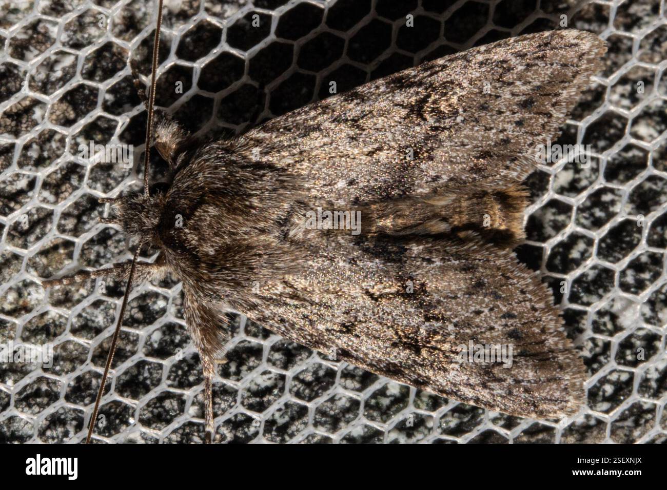 (Physetica funerea), Insecta, Southland District, Southland, New ...