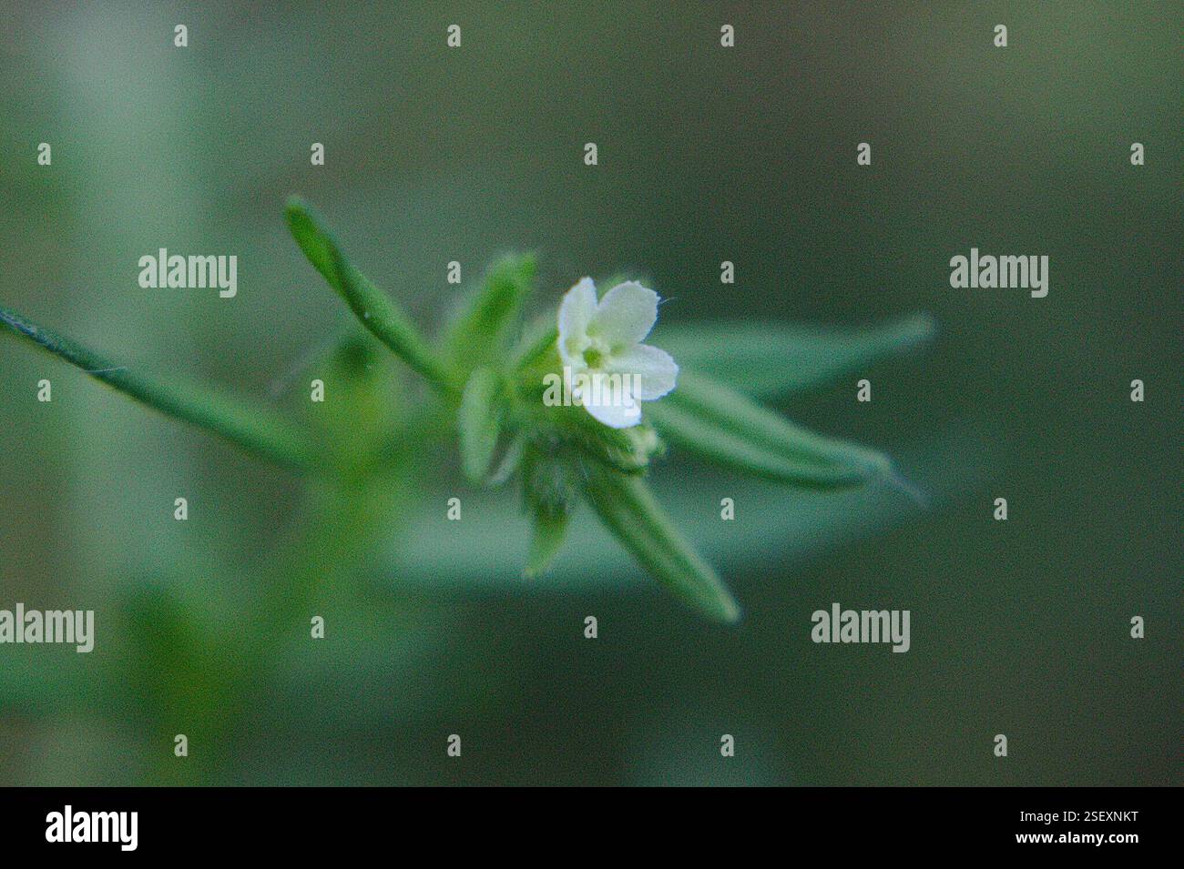Common Gromwell (Lithospermum officinale), Plantae, Champlain, Québec ...
