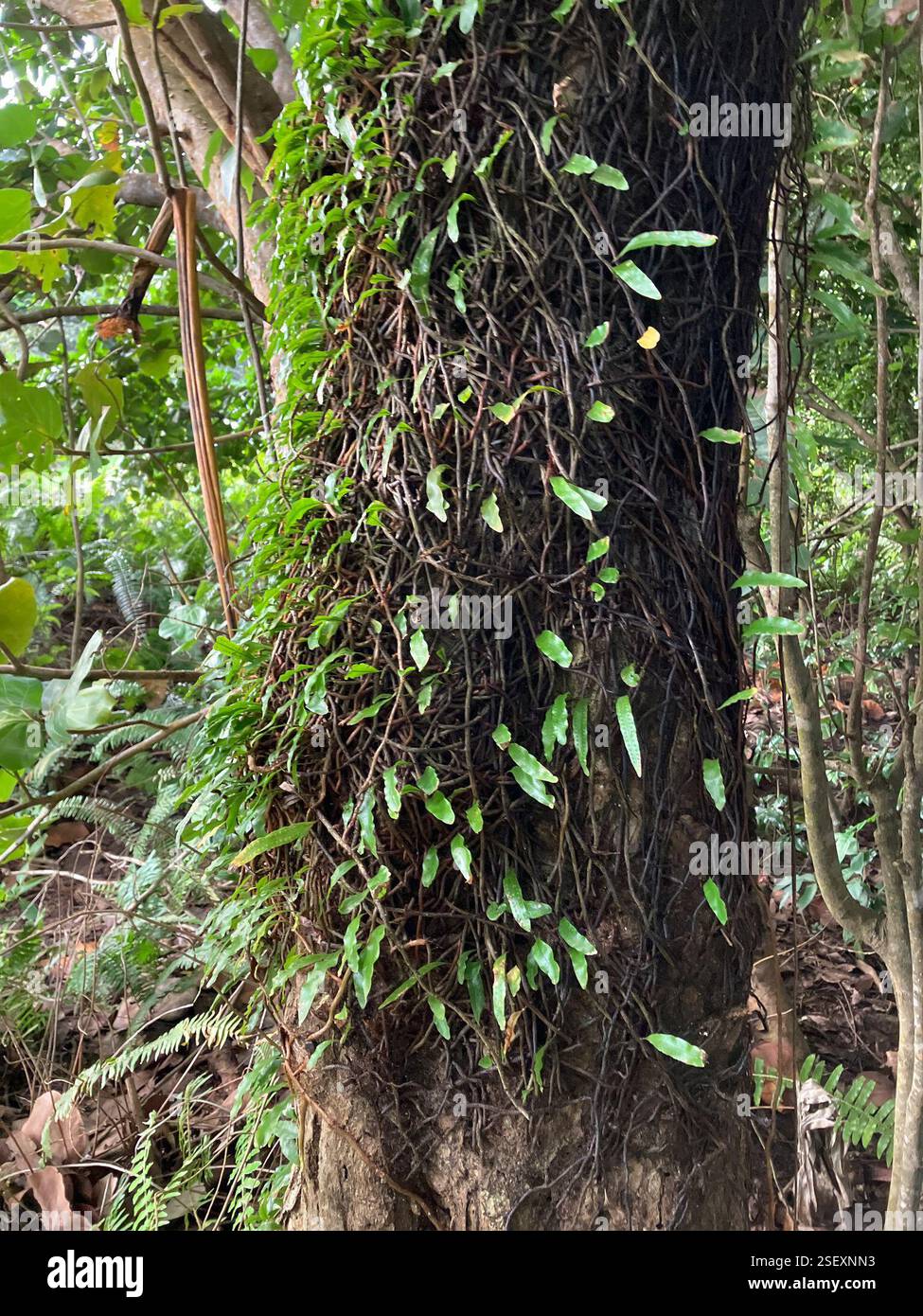 polypody family (Polypodiaceae), Plantae, Saint Peter, MS Stock Photo ...