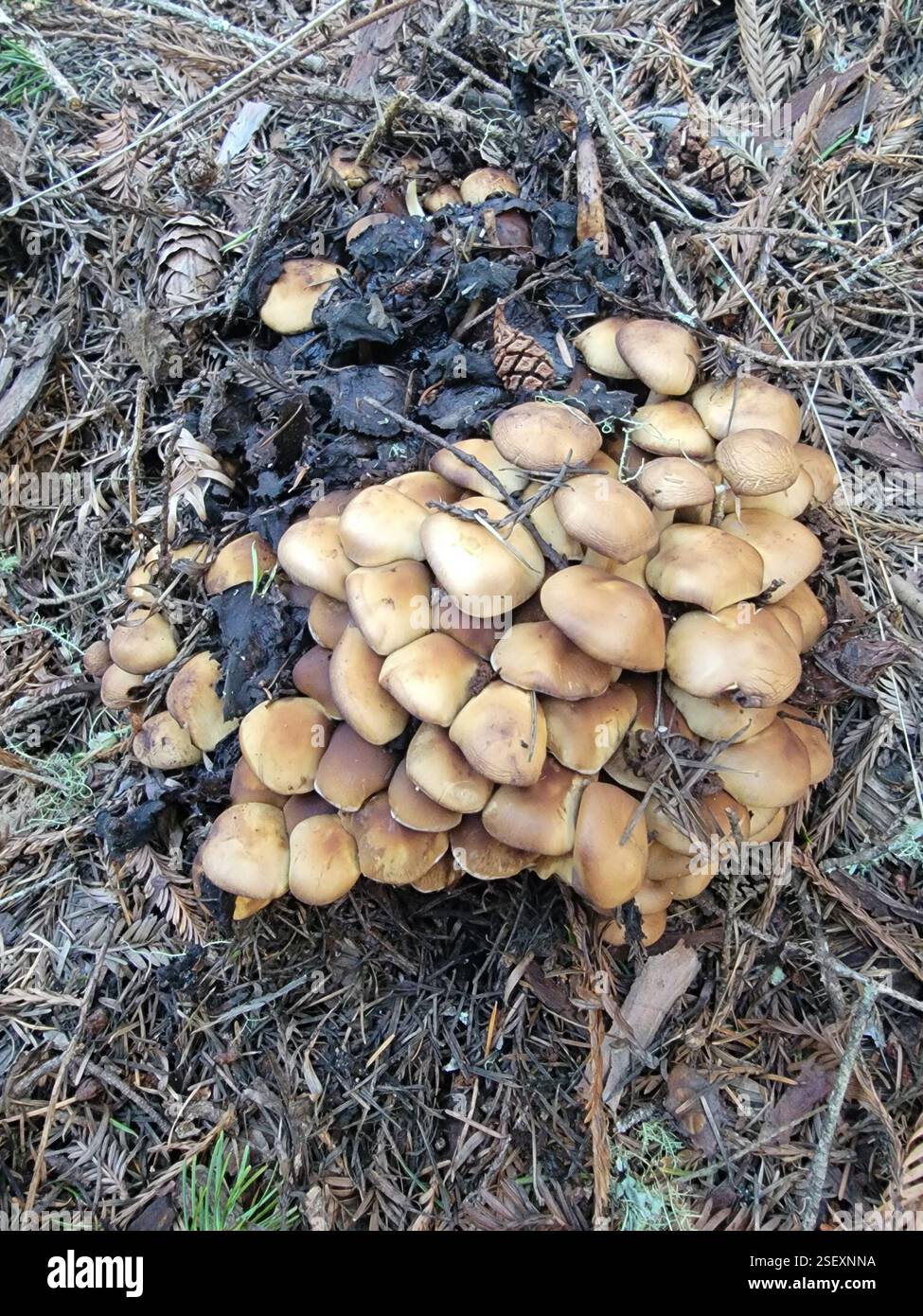 Brittlestems (Psathyrella), Fungi, Portola Redwoods State Park, San ...