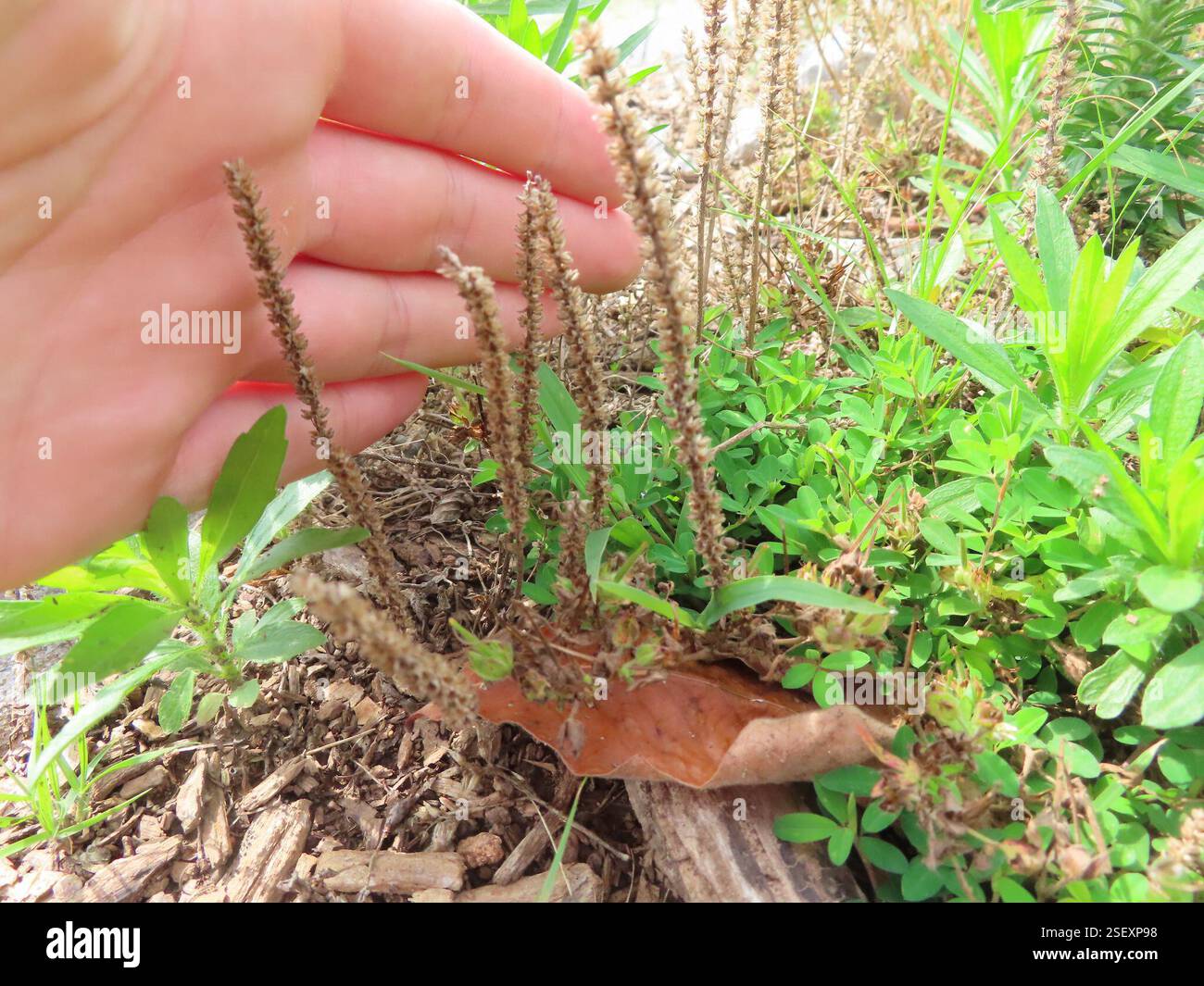 dwarf plantain (Plantago virginica), Plantae, Clarksville, TN, USA ...