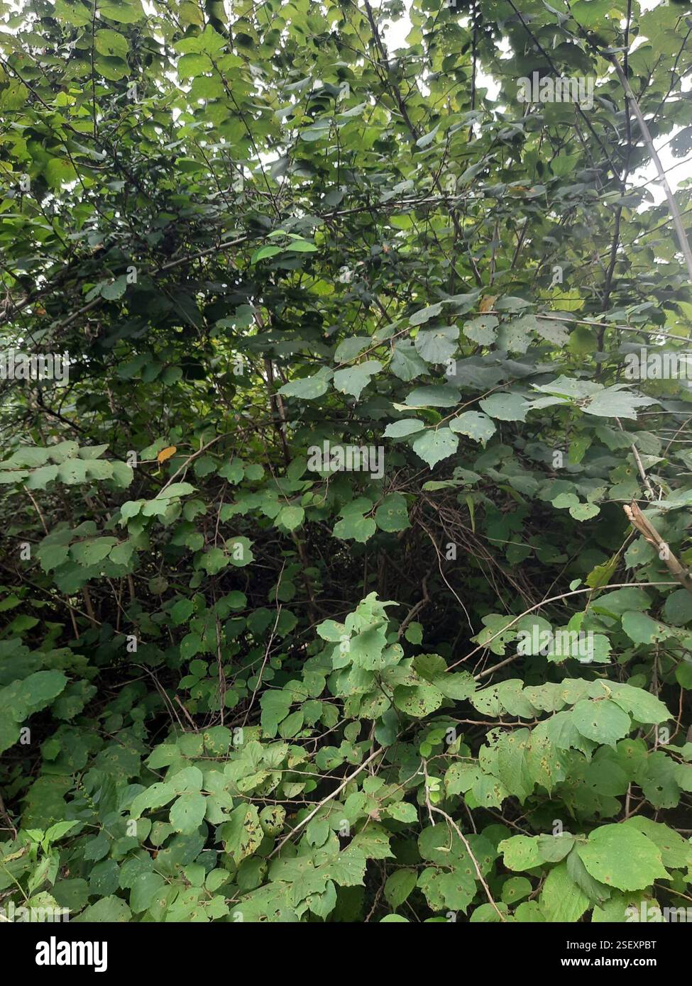 The indian screw tree hi-res stock photography and images - Alamy