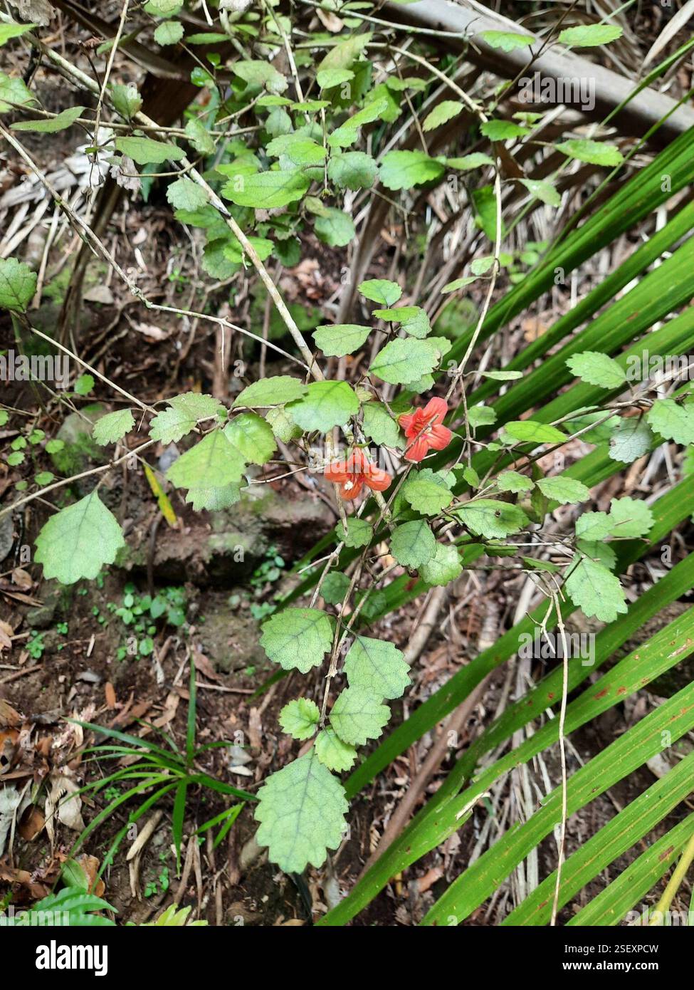 Taurepo hi-res stock photography and images - Alamy