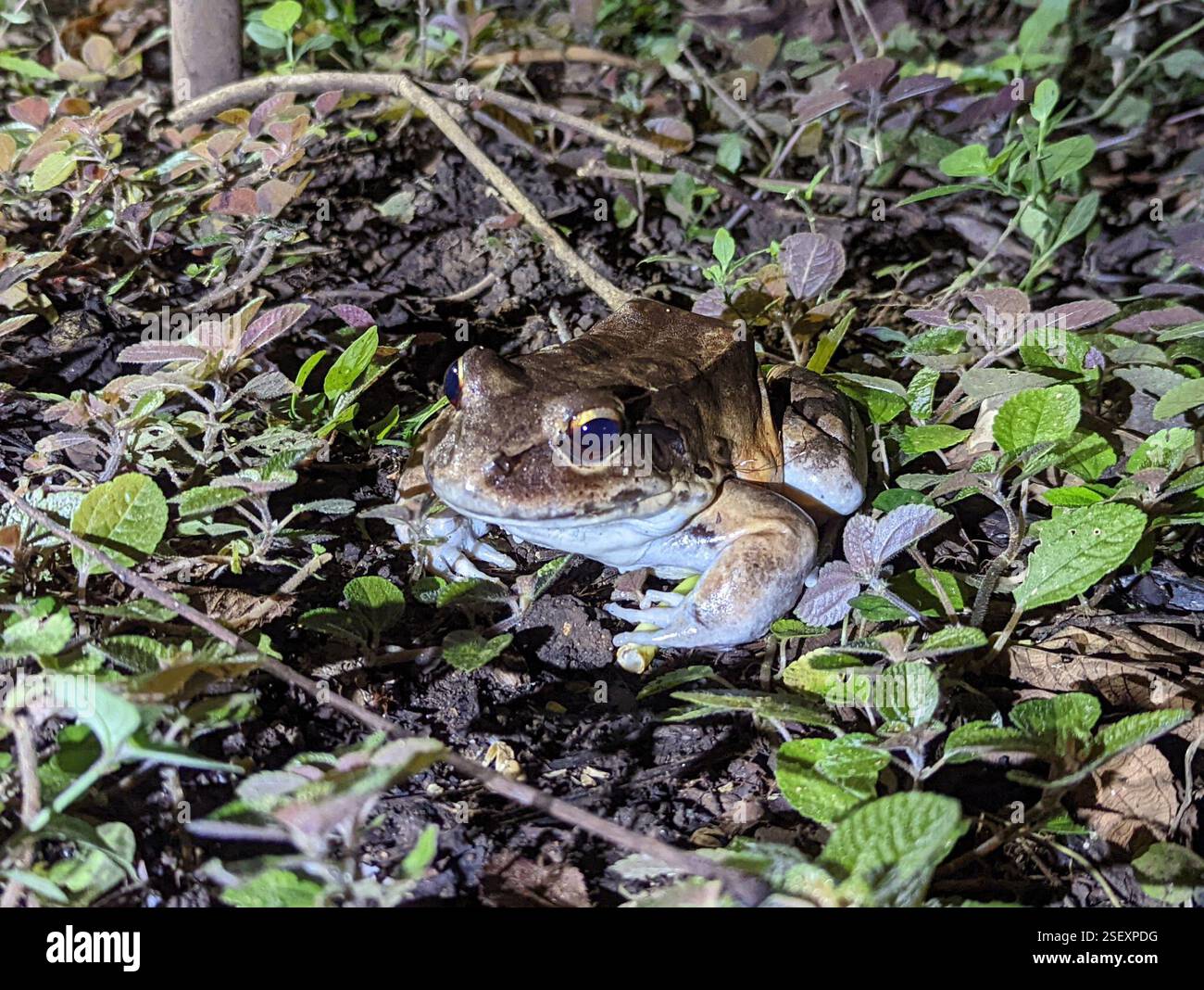 Savage's Thin-toed Frog (Leptodactylus savagei), Amphibia, 479W+X8R ...
